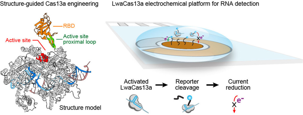 GAO LAB – University of Pennsylvania – Penn Engineering